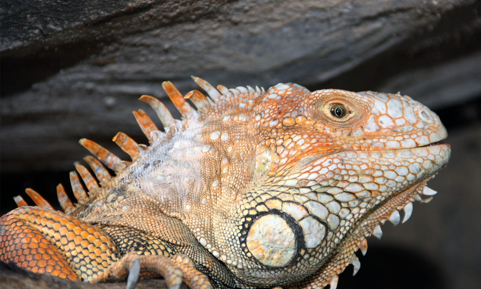 Perry's Bridge Reptile Park